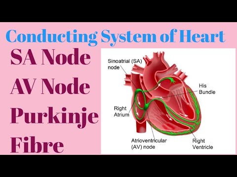 conducting system of the Heart ️#SA Node #AV Node #Pacemaker #Purkinje ...