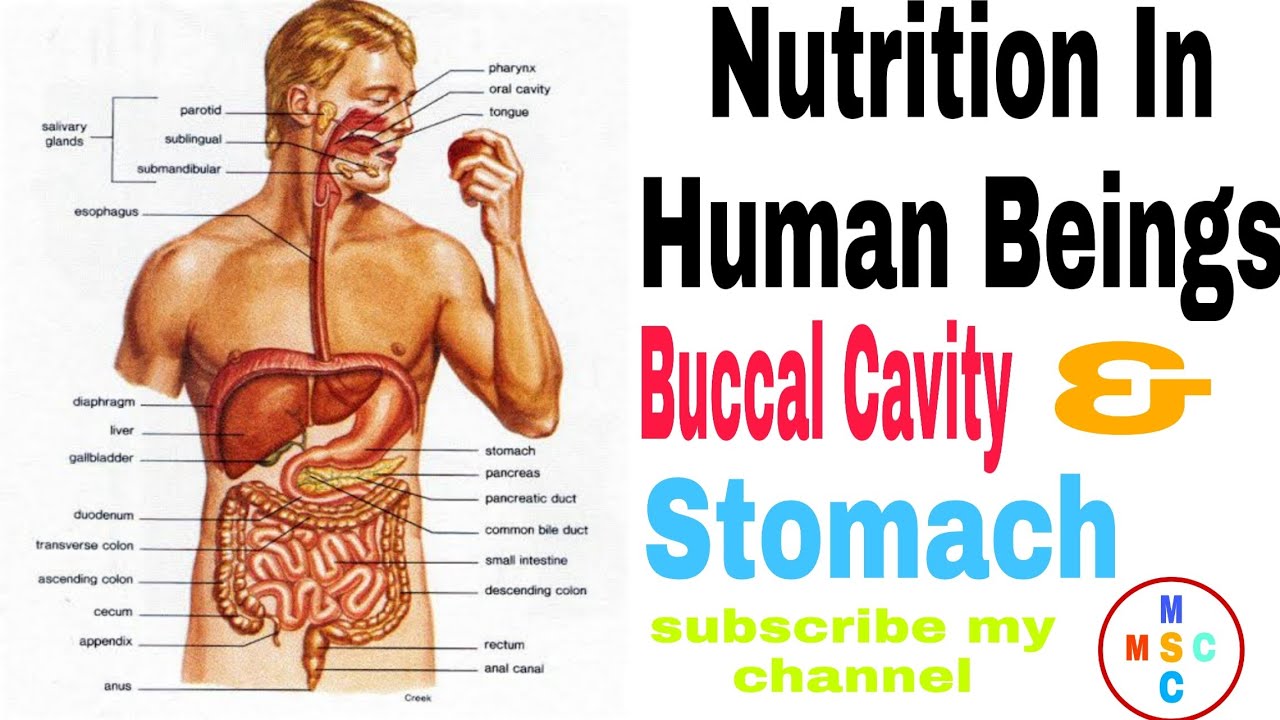 Nutrition In Human Beings Part-1 | Buccal Cavity | Stomach | Life ...