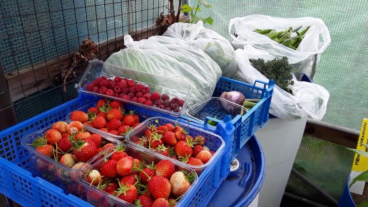 June Vegetable Harvest 2019 - YouTube