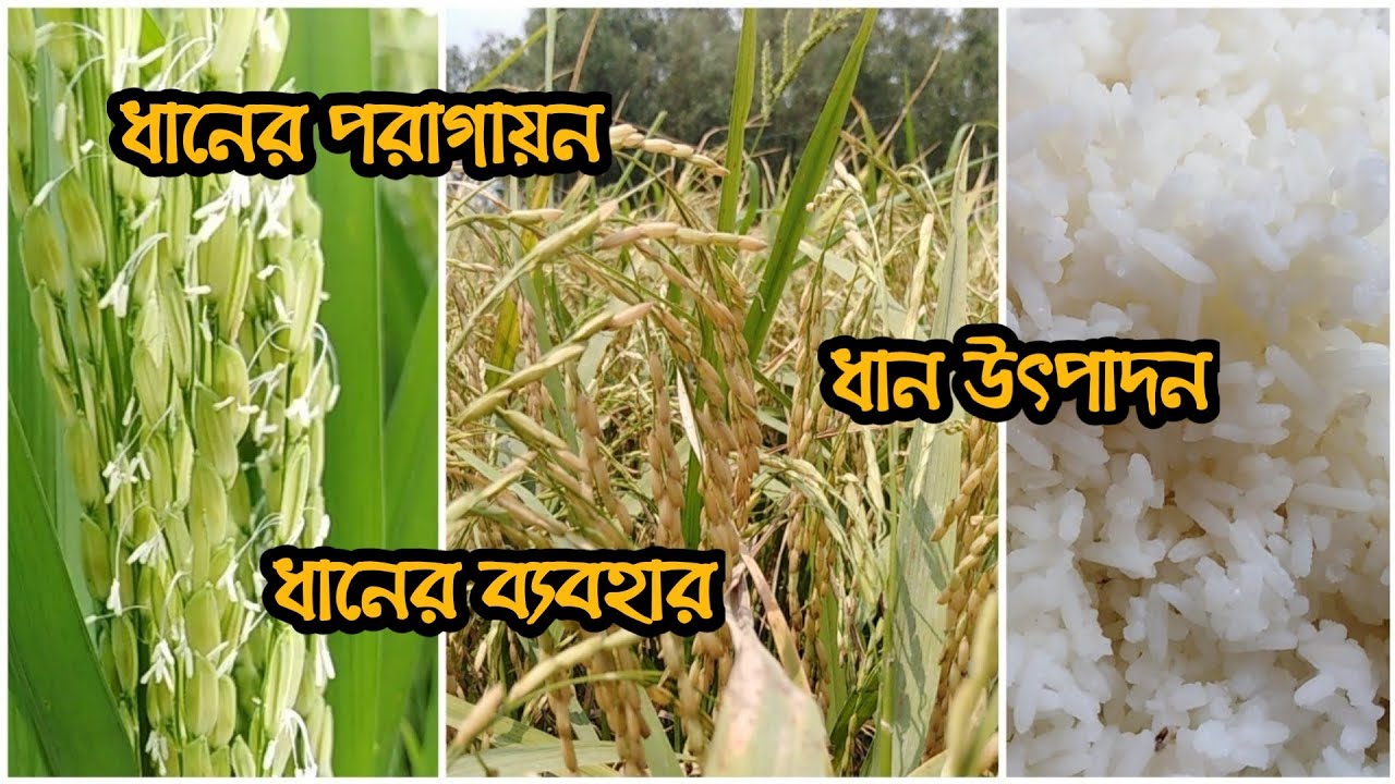 Rice pollination and rice production | পরাগায়ন এবং চাল তৈরির কৌশল ...
