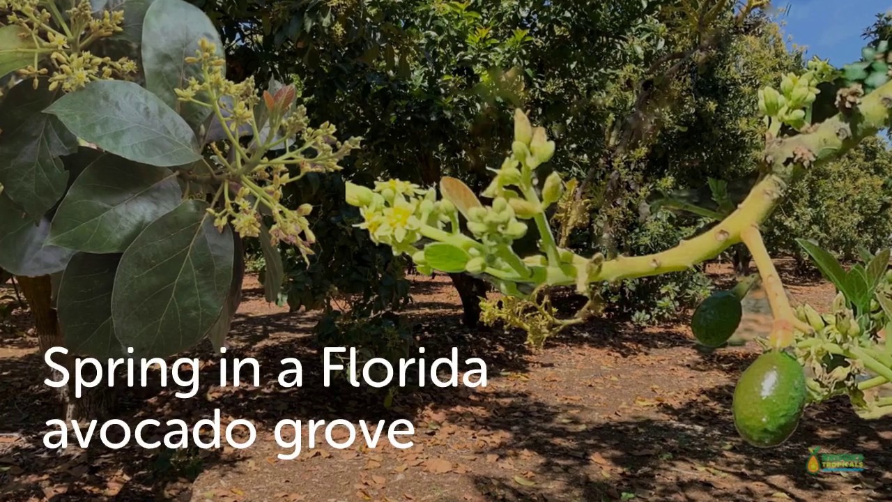 Florida's tropical avocado season kick-off - YouTube