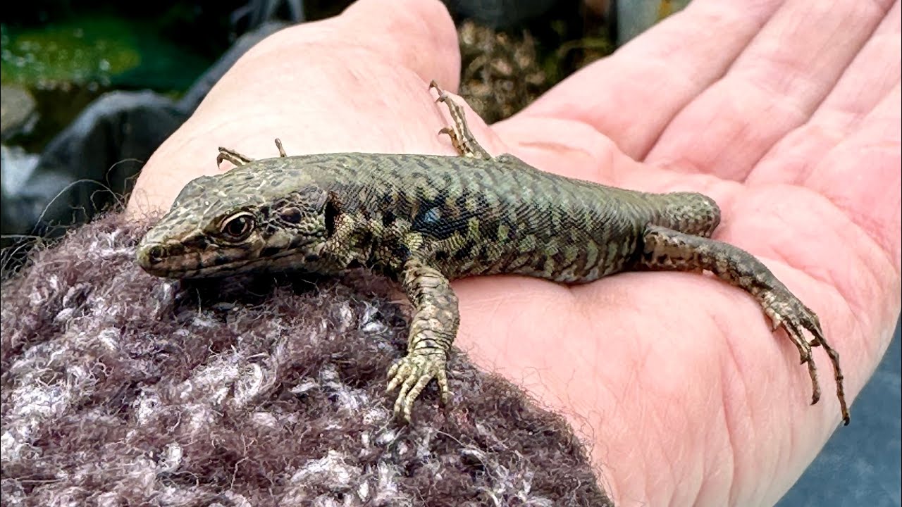 ONE VERY LUCKY LIZARD: European Wall lizard saved from drowning! - YouTube