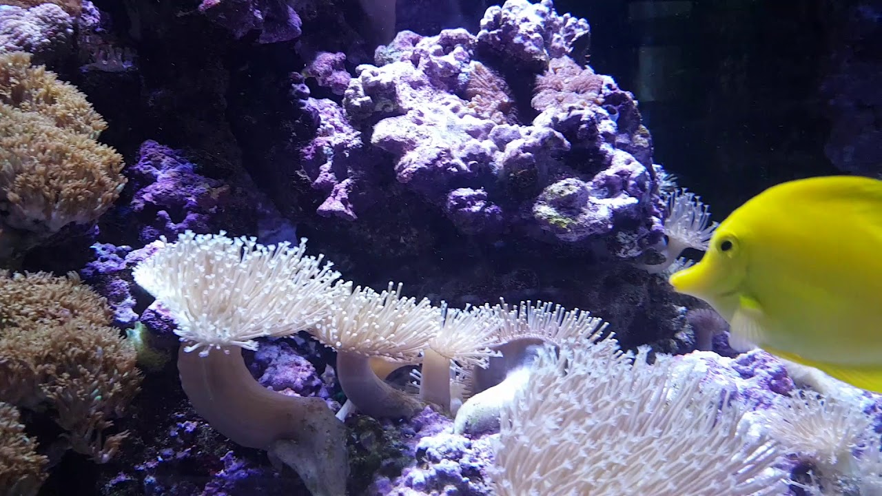 Polyp lab medic review - YouTube