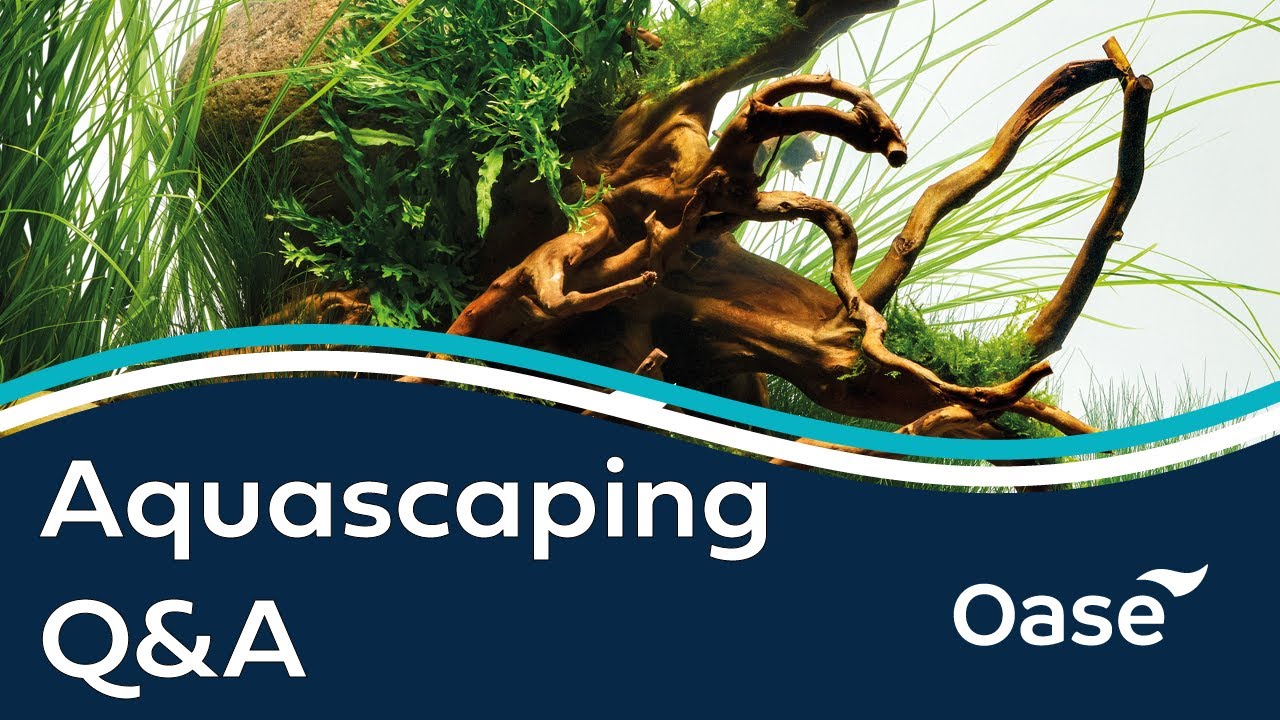 George Farmer Aquascaping Q&A with OASE - YouTube