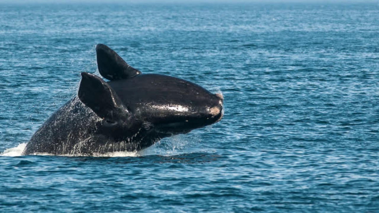Las ballenas negras del Atlántico Norte al borde de la extinción. - YouTube