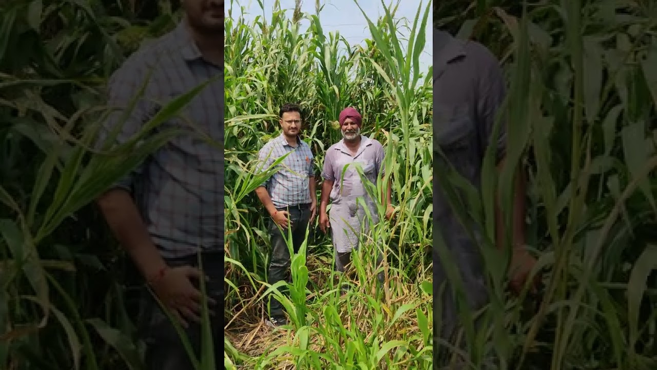 ज्वार Sorghum NSC National Seeds Corporation UPMC 503 Chari Single cut ...