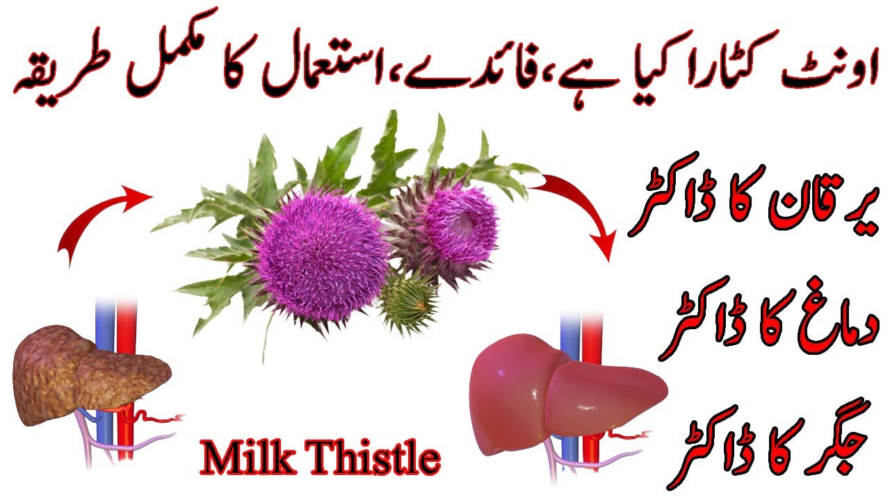"OONT KATARA" Ka "SAHI" Istamal | Milk Thistle Benefits & Uses | How to ...