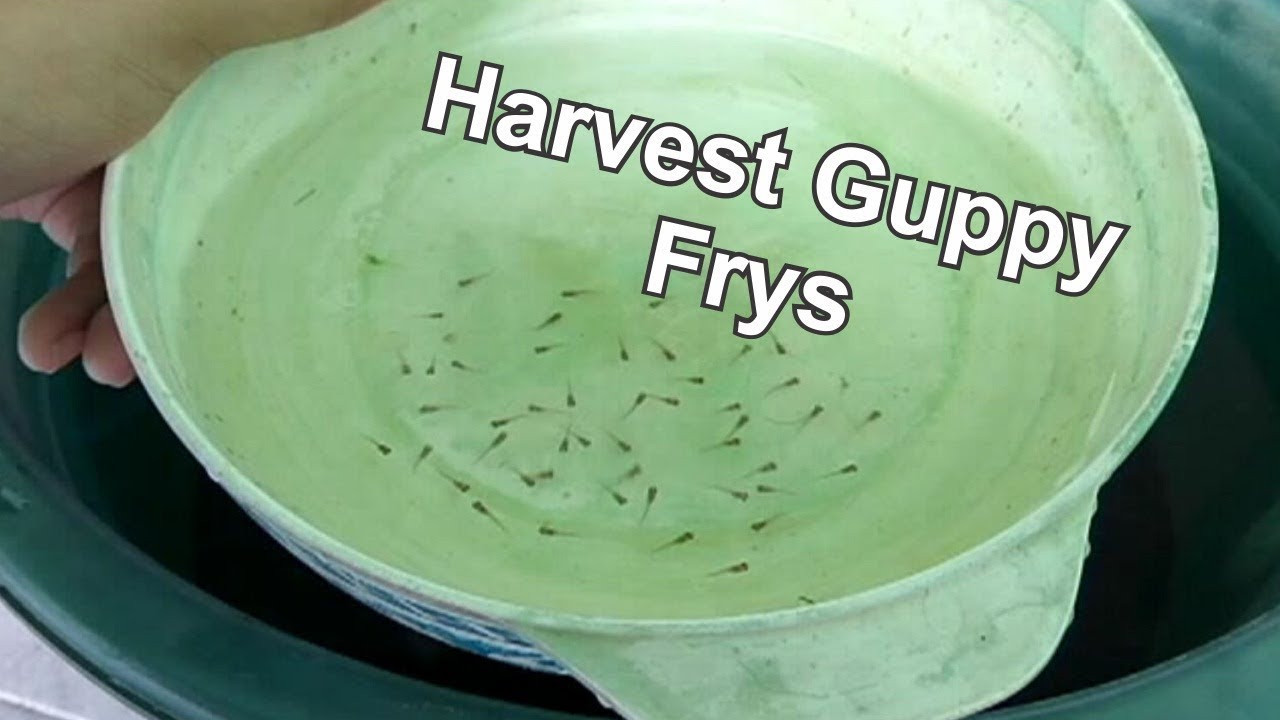 Harvest Guppy Fry - YouTube
