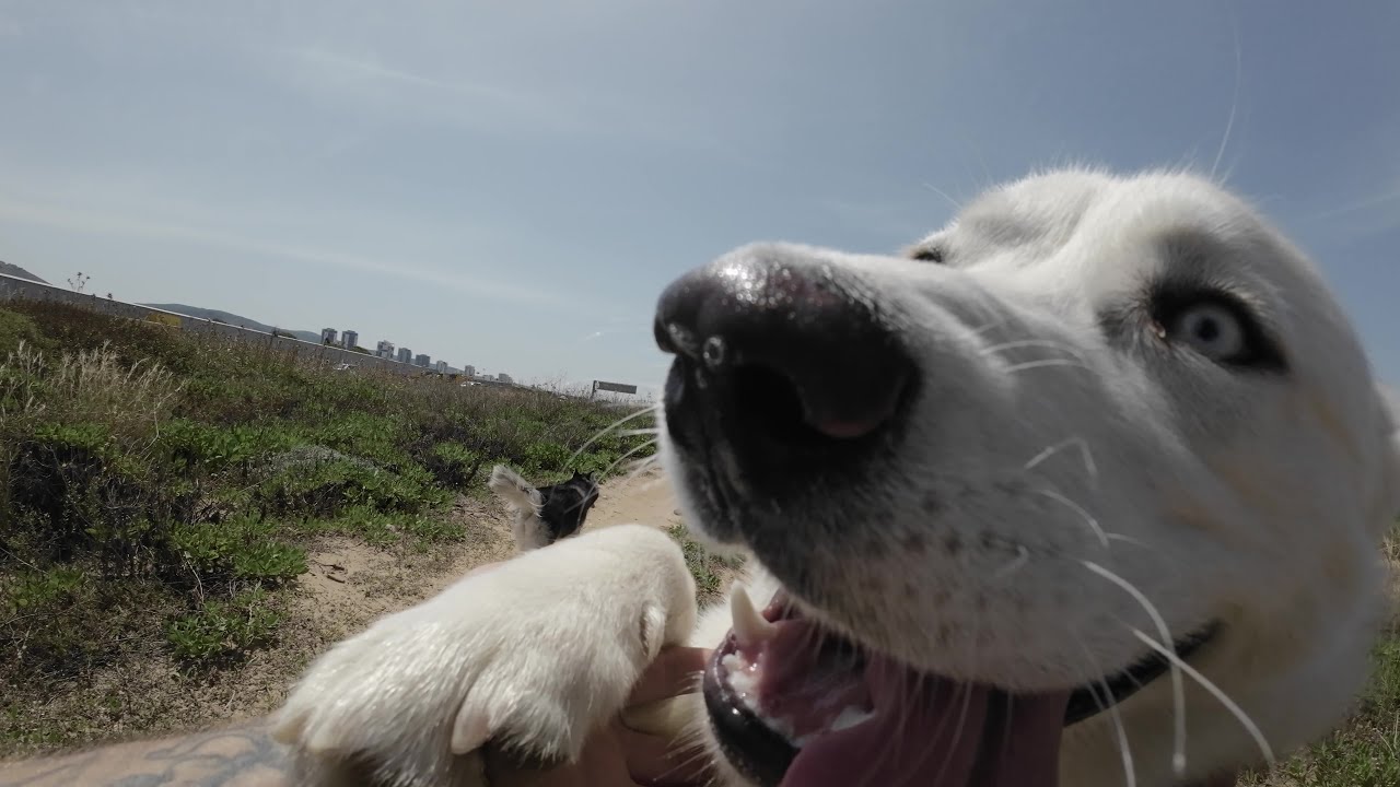 Walk with Dogs on the Student Beach Haifa, Israel - YouTube