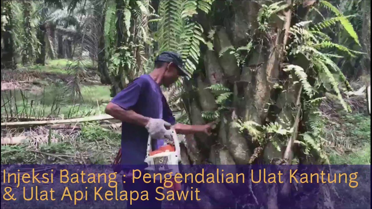Teknik Injeksi Batang (Trunk Injection) : Untuk Ulat Kantung & Ulat Api Kelapa Sawit - YouTube