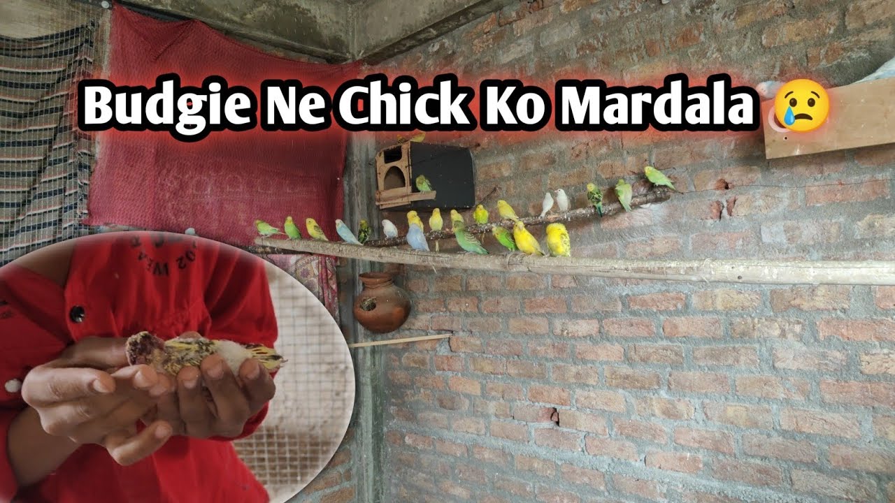 Budgie Ne Chick Ko Mardala 😢 - YouTube