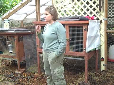 pt. 3: Hippychick's Gardens Victory Chickens - YouTube