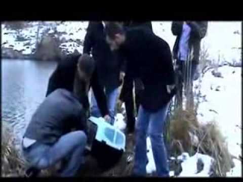 SARIKAMIŞTA Yaban Kazı, Doğaya Bırakıldı
