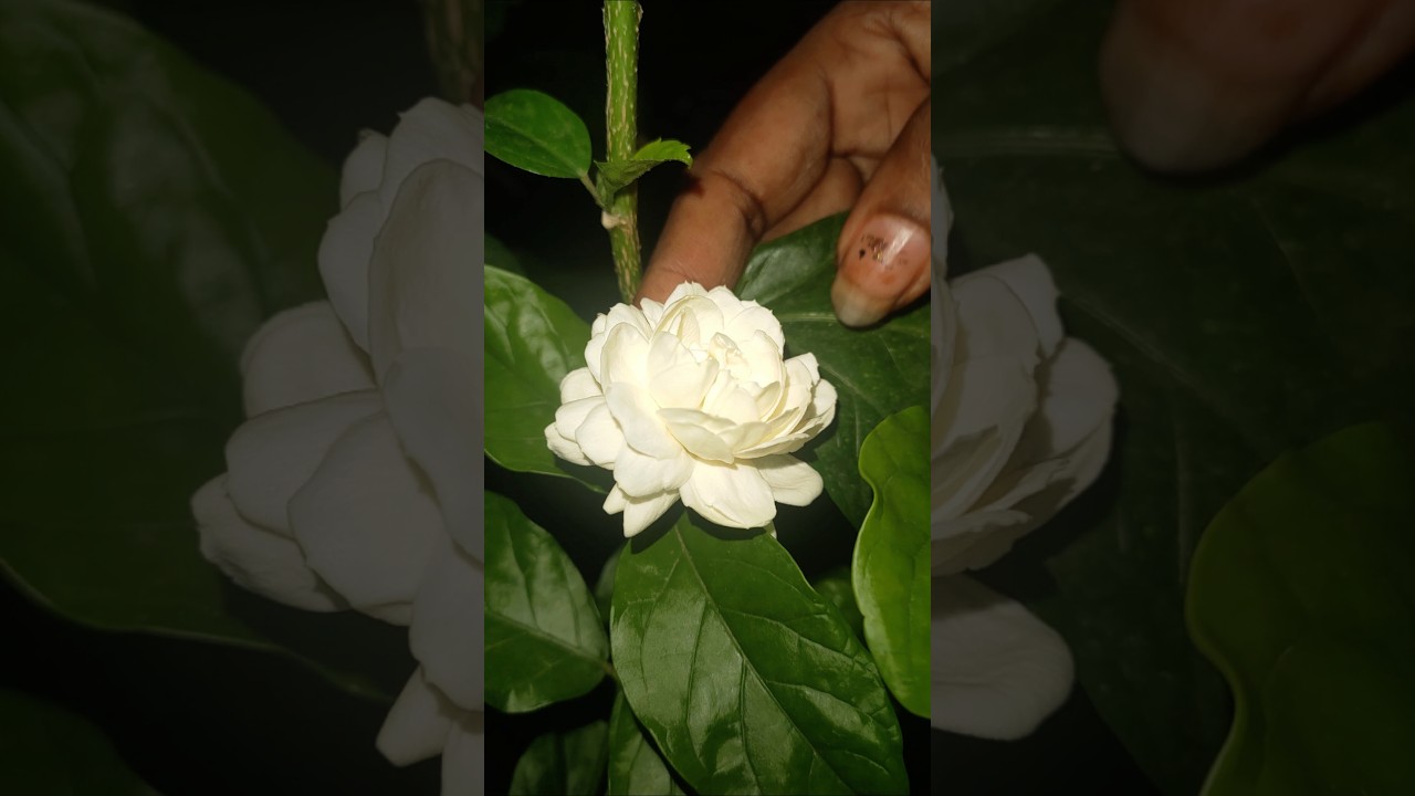 bondu malli బొండూ మల్లె పూలు #flowers #garden #youtube #short - YouTube