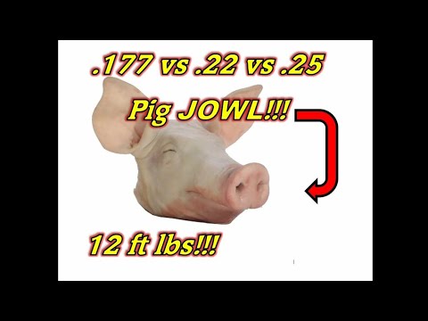 .177 vs .22 vs .25cal (12FPE) Airgun Pellet Test!!! - YouTube