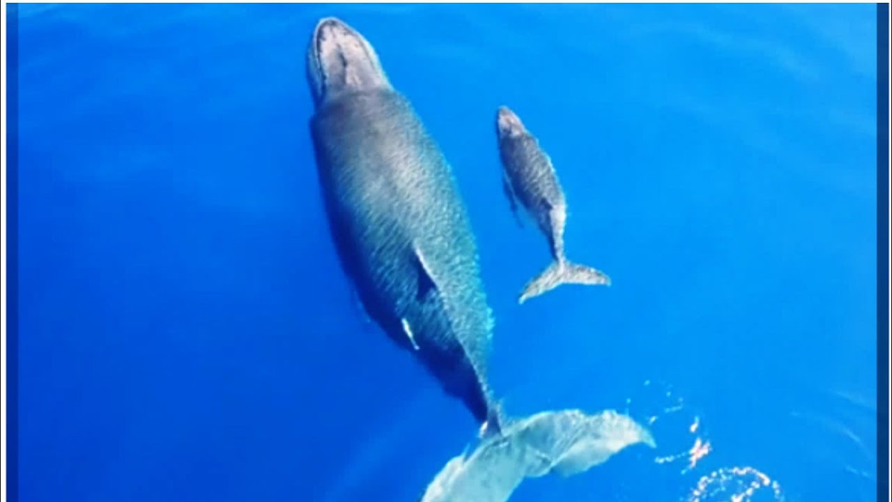 Whale Buoyancy Explained: The Science Behind Their Floating Marvels - YouTube