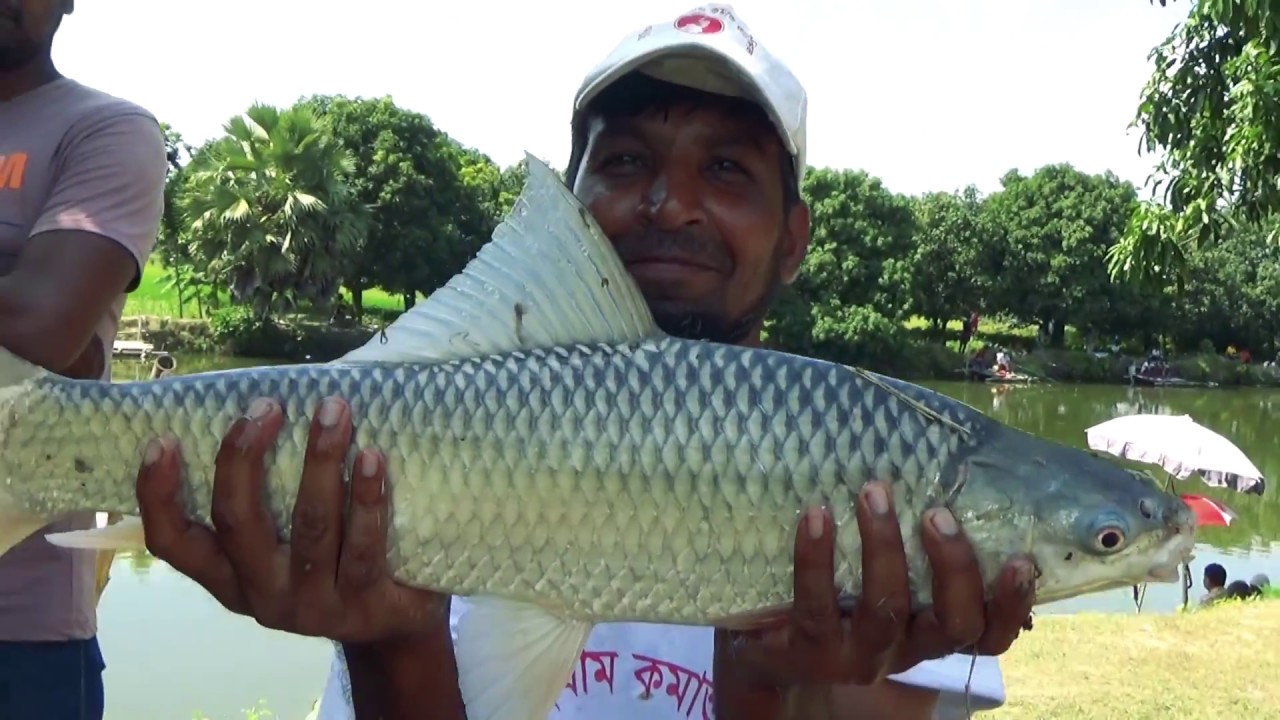 Best Mrigal Fishing Videos By Professional Fish Hunter - YouTube