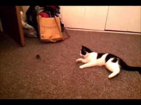 Cat brings live mouse into house - YouTube