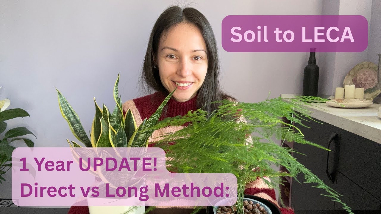 Soil to LECA Direct vs Long Method - 1 Year Update | Asparagus Fern and ...