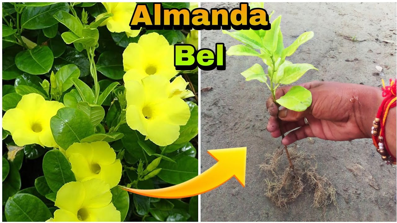 How to grow allamanda vine | golden trumpet Vine from cutting - YouTube