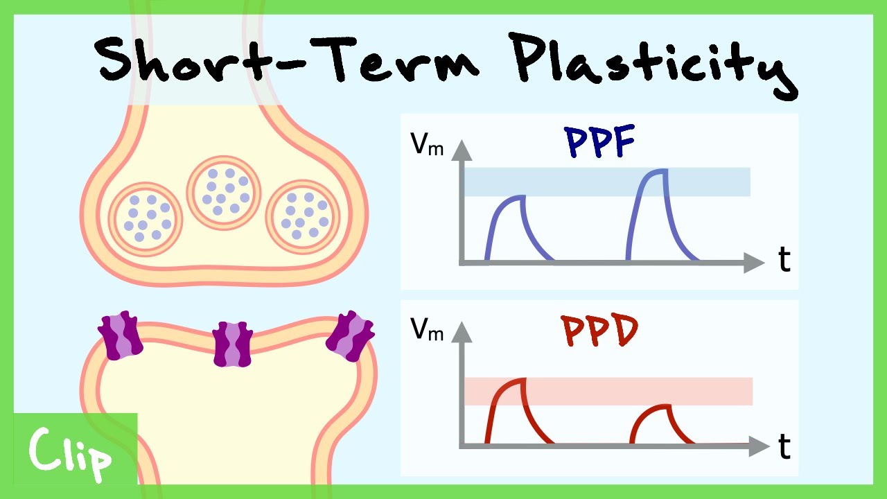 Short-Term Plasticity & Binomial Synapse Explained (Paired-Pulse ...