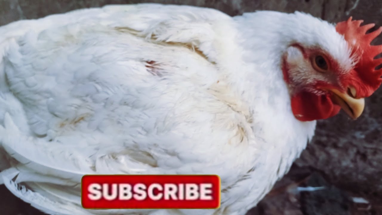 broiler chicken skin remove and cutting skill🐔🔪 #chickencutting #food ...