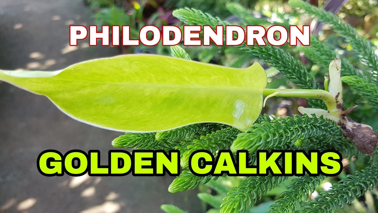HOW TO PROPAGATE PHILODENDRON GOLDIN CALKINS | DIY | Fel Pacs - YouTube