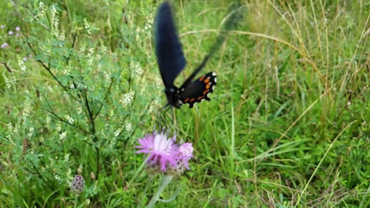 Butterfly in slow motion - YouTube