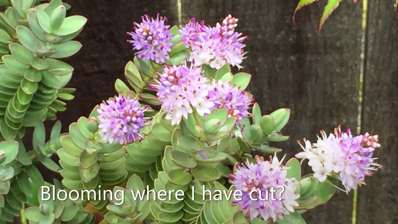Red Edged Hebe Albicans - In Blooms - June 16 - YouTube
