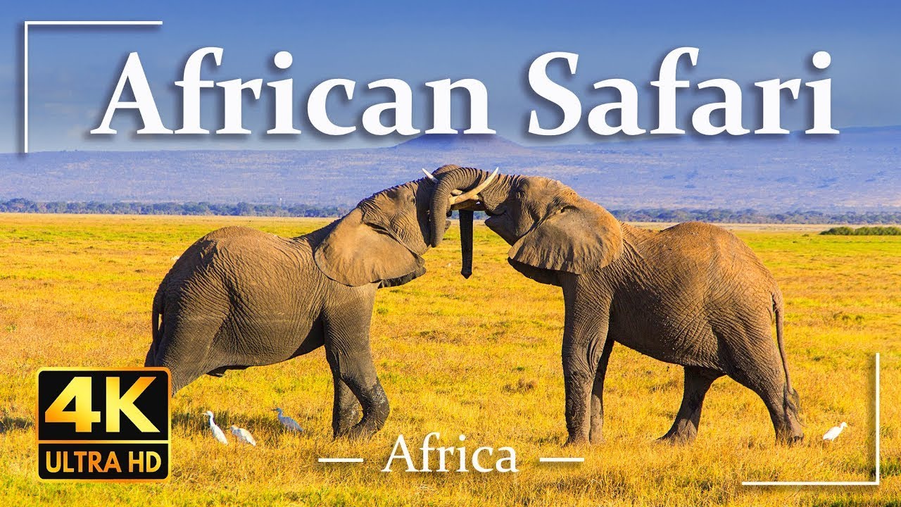 African Safari 4K - Scenic Wildlife Film With Relaxing Music - YouTube