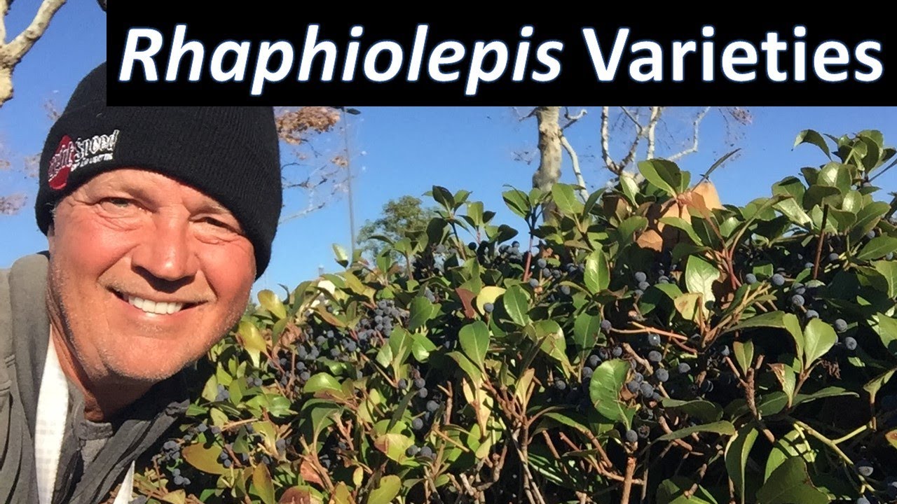 Rhaphiolepis Plants - Indian Hawthorn, Yedda Hawthorn (Indica ...