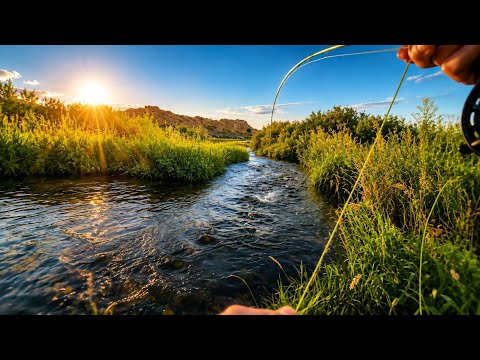 Hunting Big Trout in a Tiny Creek (Fly Fishing)