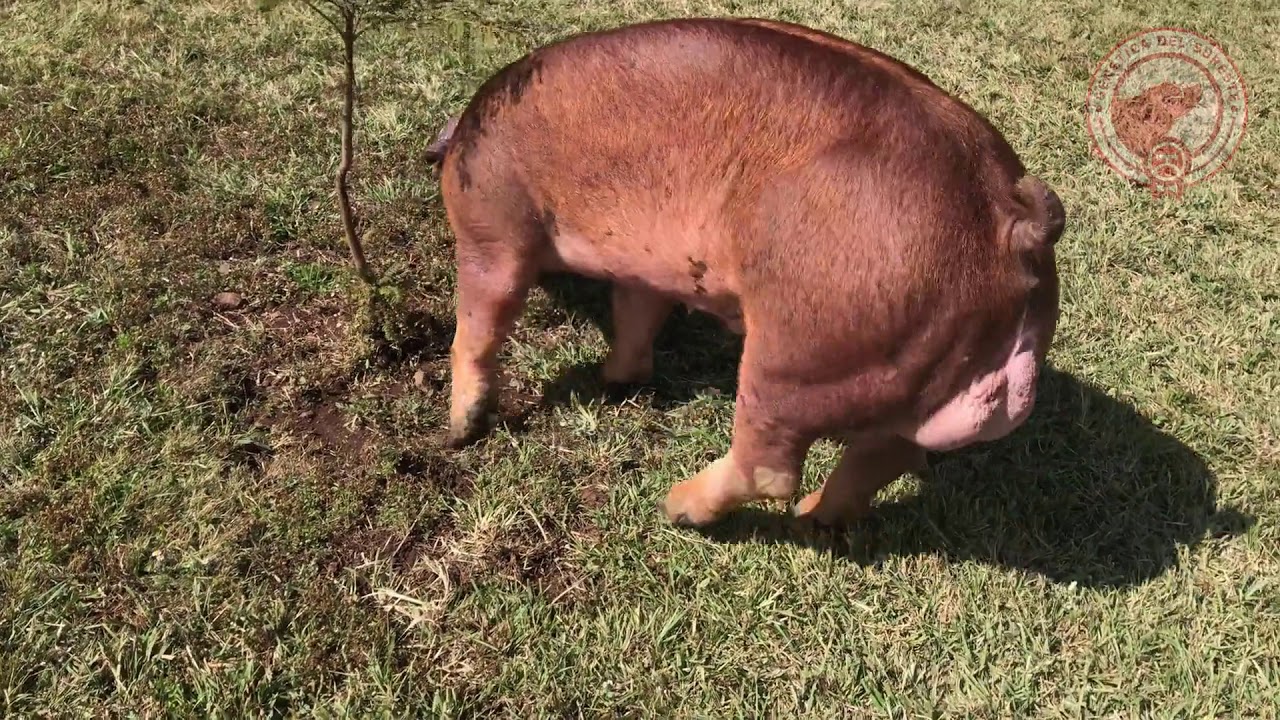 Macho # 1110 - Duroc Pietrain (Genética del Sureste) - YouTube