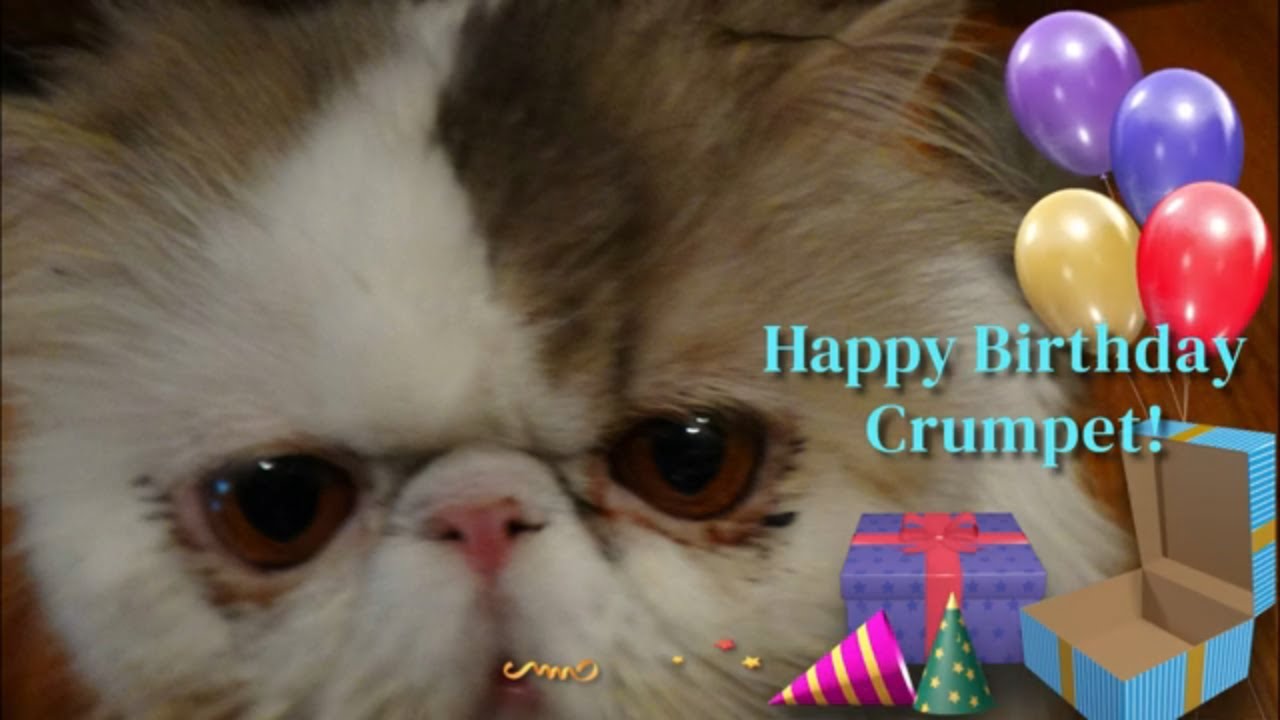 Crumpet Cat Turned 5 Years Old! 😻 - YouTube