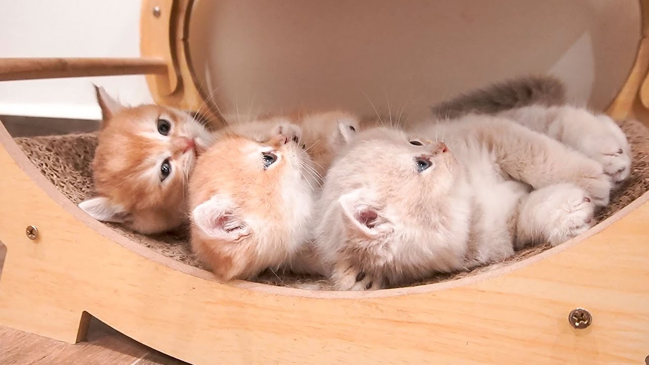 Three adorable little kittens together and giving each other beautiful ...