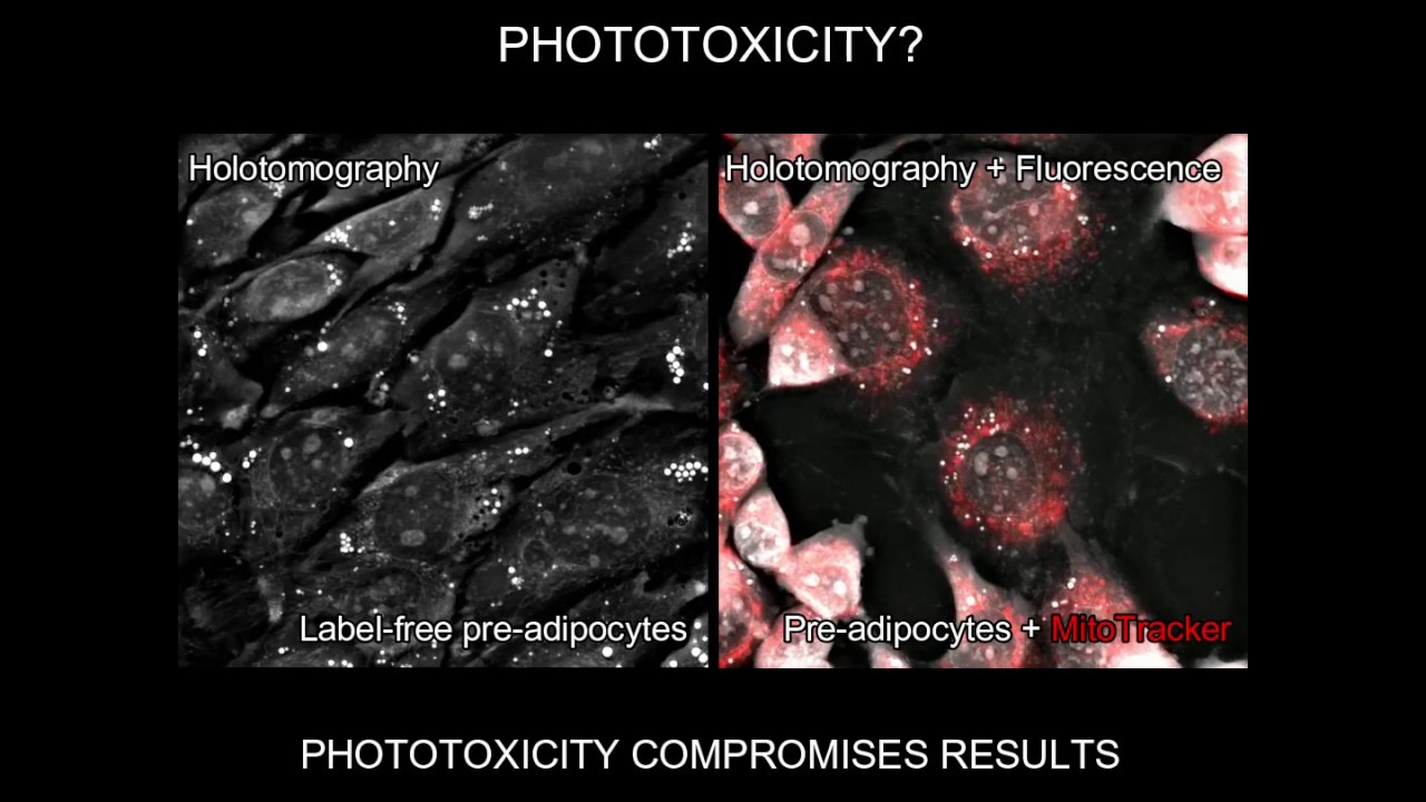 Phototoxicity Mild