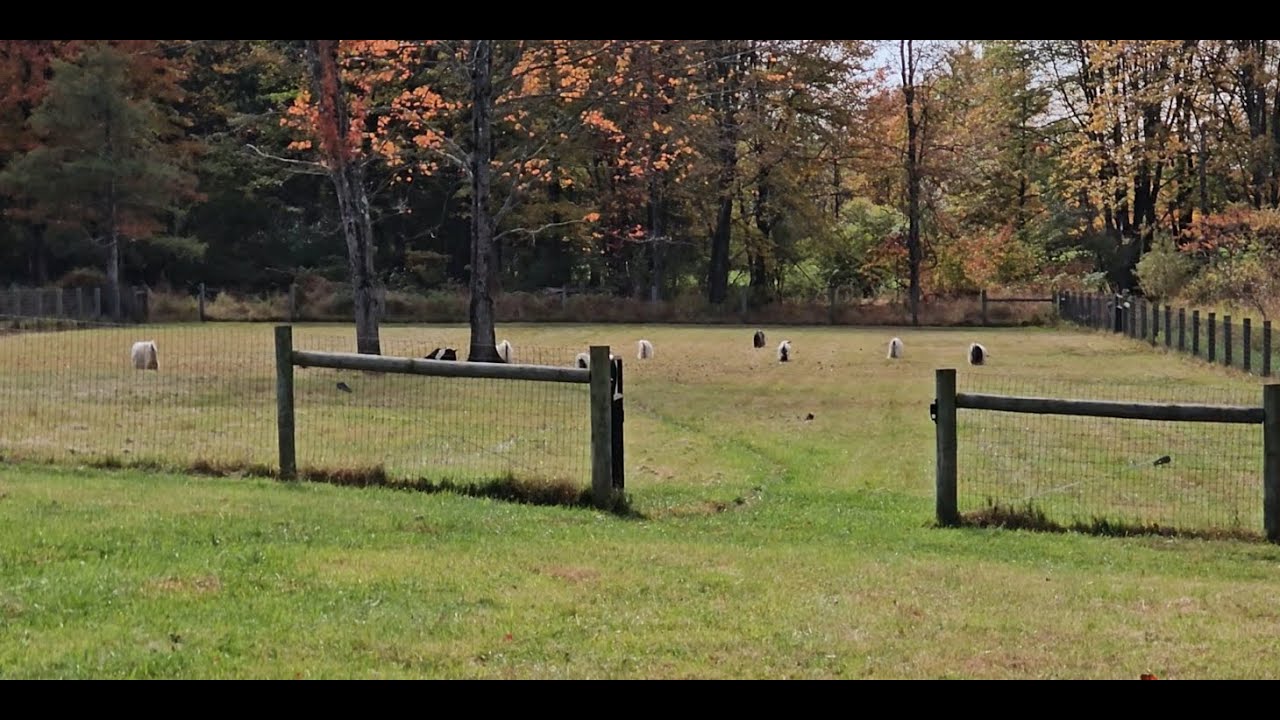 FINALLY! Goats BUSTED Foraging in the Pasture! - YouTube