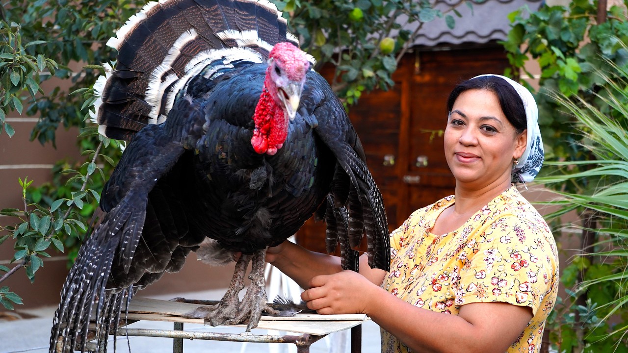 Discover the magic of village living | 10 Kg Poultry Turkey cooked on ...