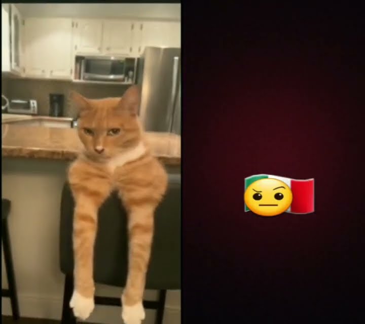 #mewing #cat gato mewing 🤫🧏🏻‍♂️ - YouTube