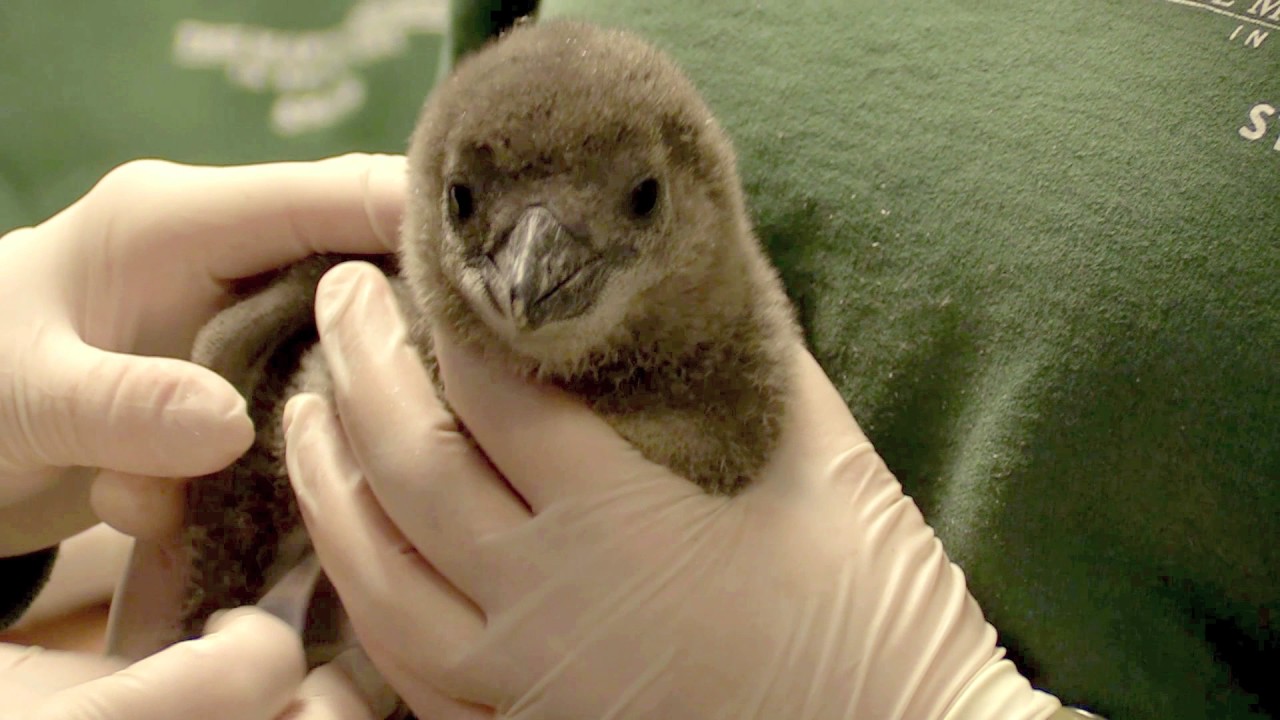 Penguin Chick Checkup @ the Maryland Zoo - YouTube