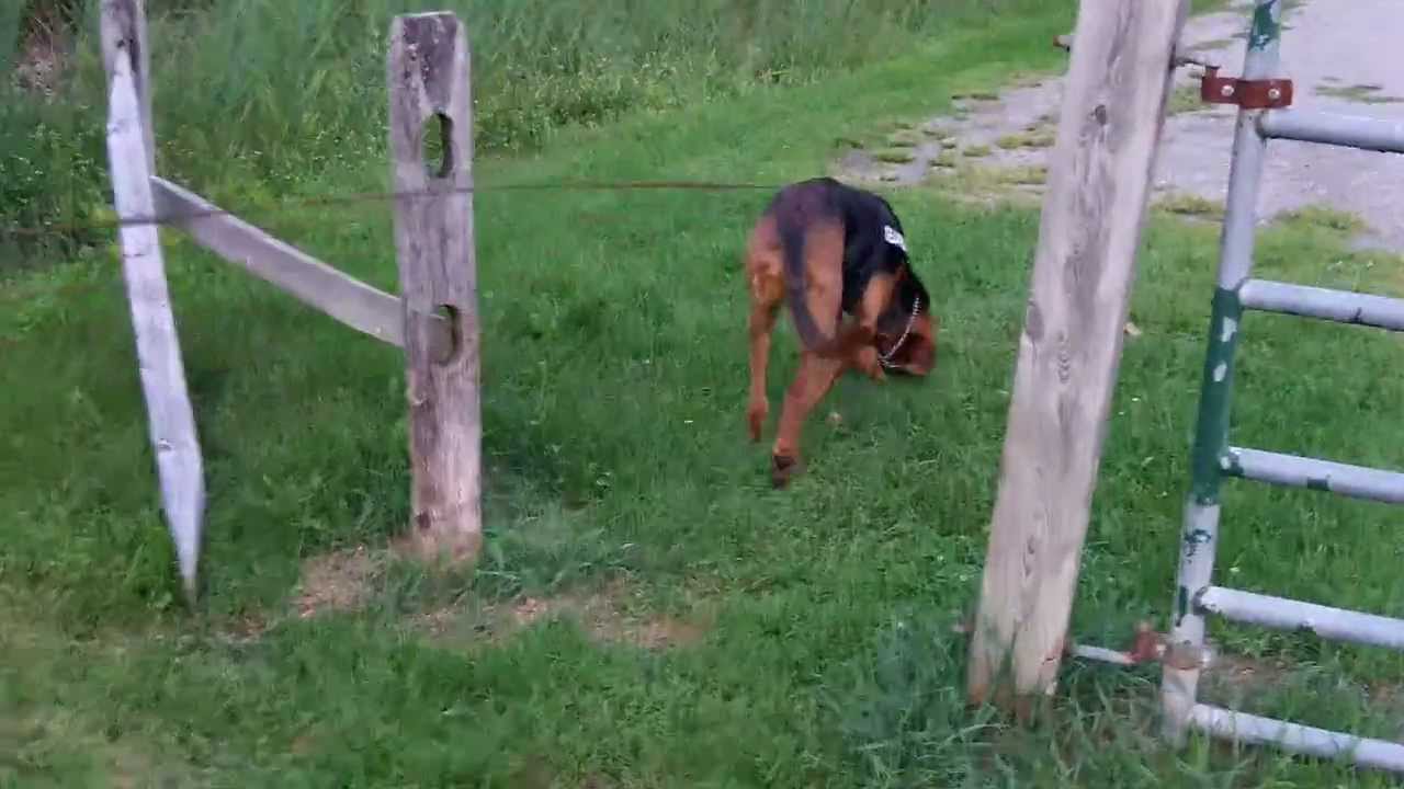 bloodhound tracking 2 - YouTube