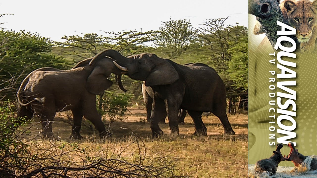 Three Fighting Bull Elephants | Classic Wildlife | Stock Footage - YouTube