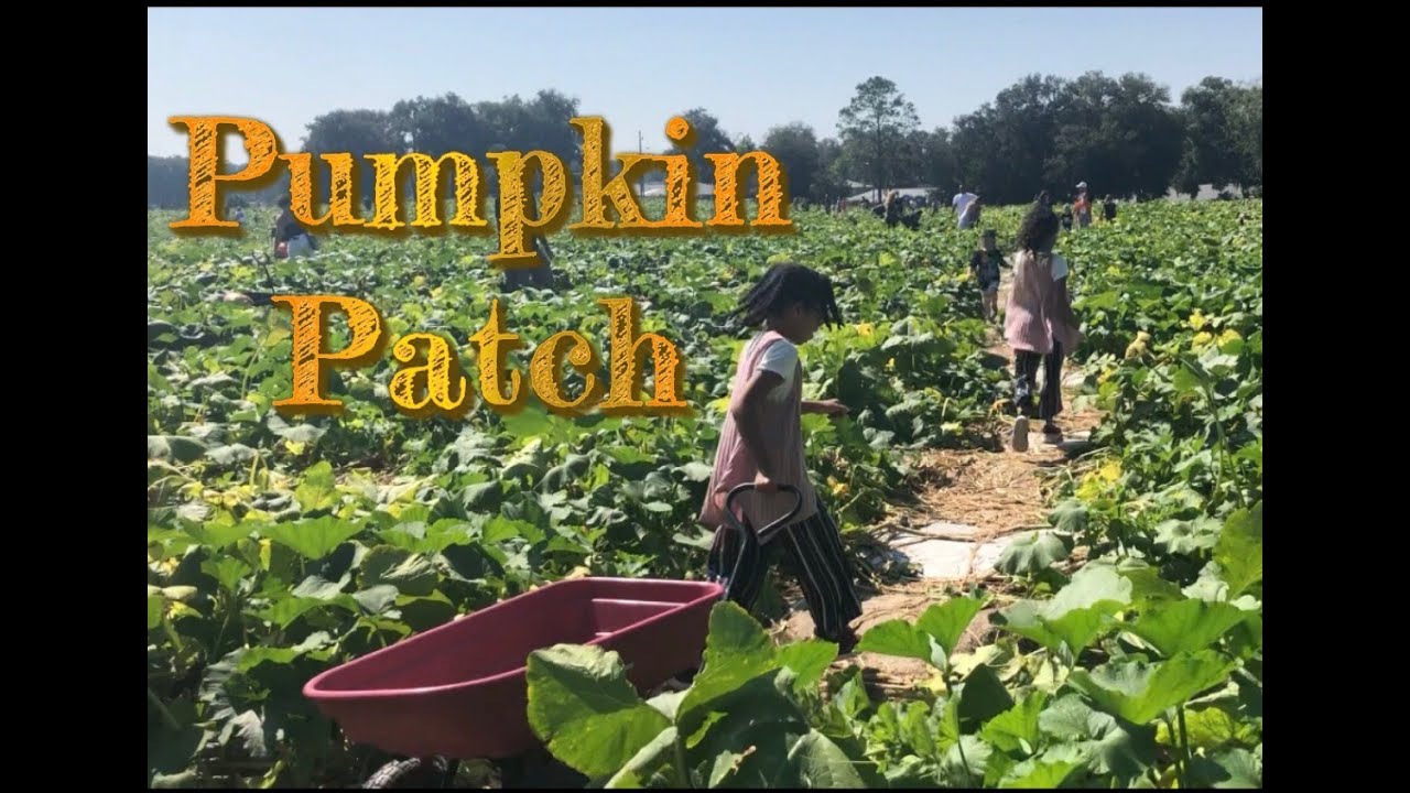 Day at the Pumpkin Patch - YouTube
