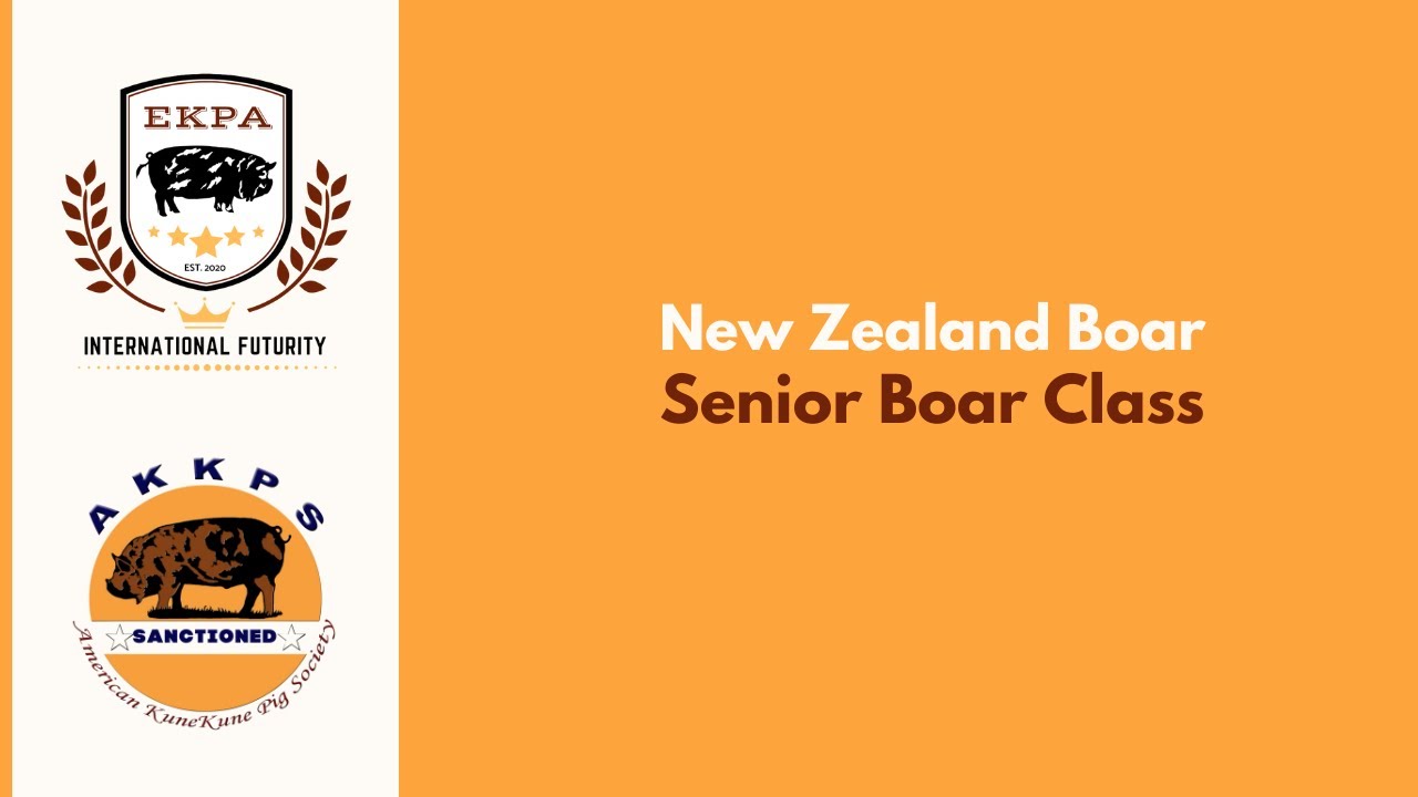 EKPA IF 2023 New Zealand Senior Boar Class YouTube ekpa-if-2023-new-zealand-senior-boar-class-youtube