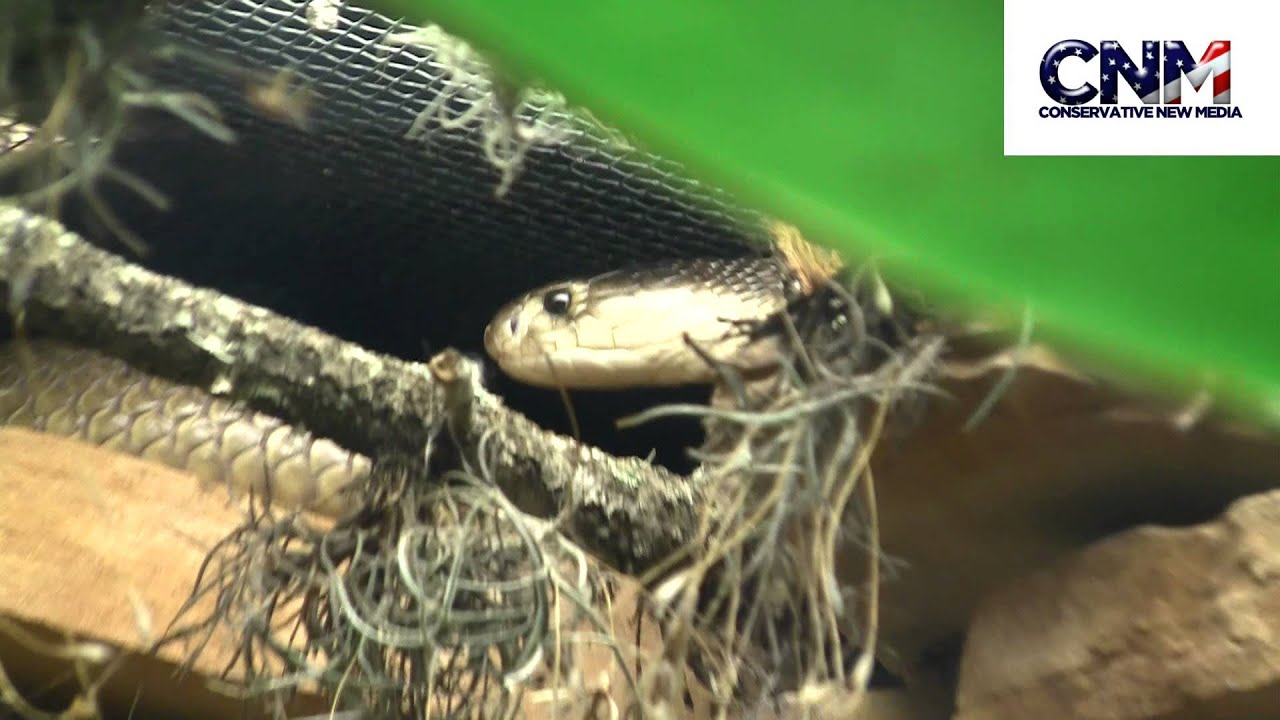 Monocellate Cobra (monocled cobra) - in HD - YouTube