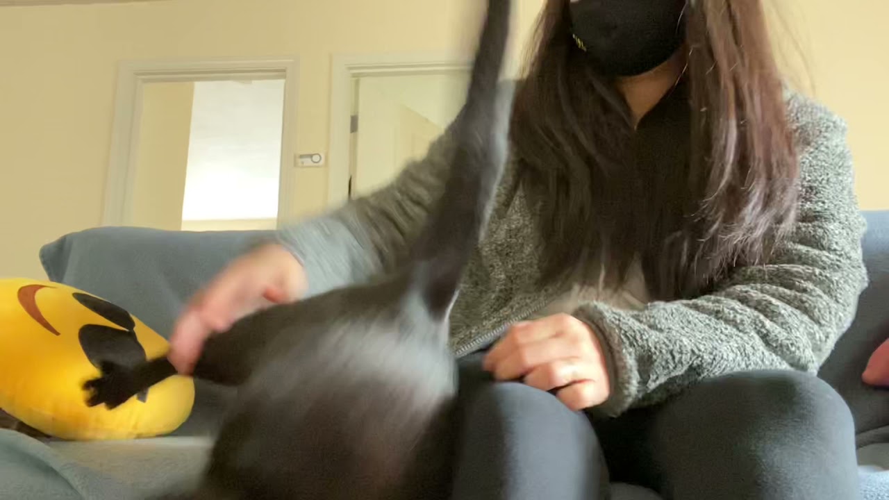 Dramatic falling cat 🐱 - YouTube