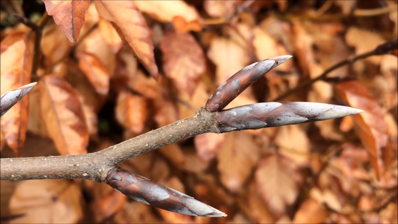 Common Beech (Fagus sylvatica) - buds - March 2018 - YouTube
