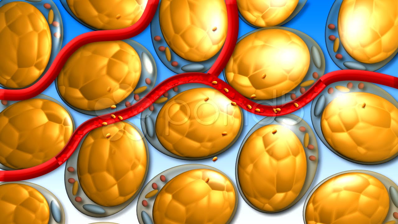 Cells Lose Fat. Stock Footage - YouTube
