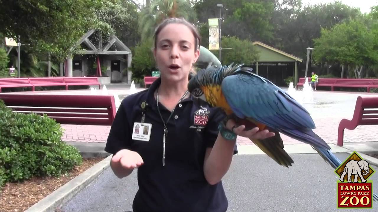 Macaw training at the Zoo - YouTube