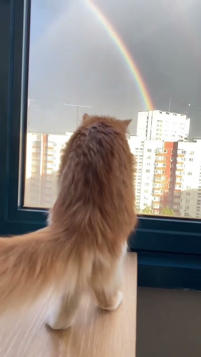 Лиса Мия🦊 и Василиса Апельсиновна🐈 Вот и встретились в день Святой